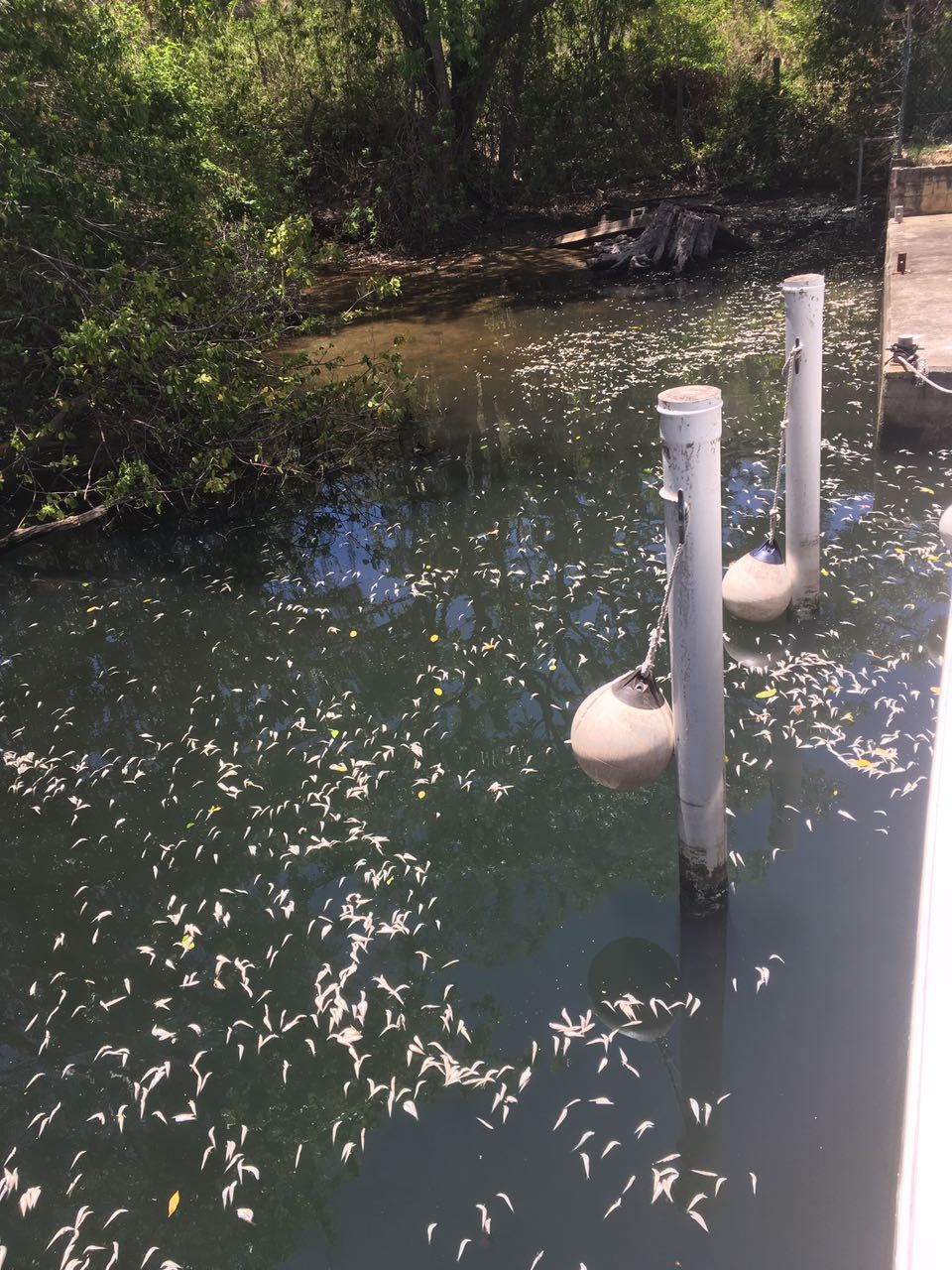 FFOS responds to IMA: Bait Dump vs. Fish Kill in Chaguaramas | FFOS